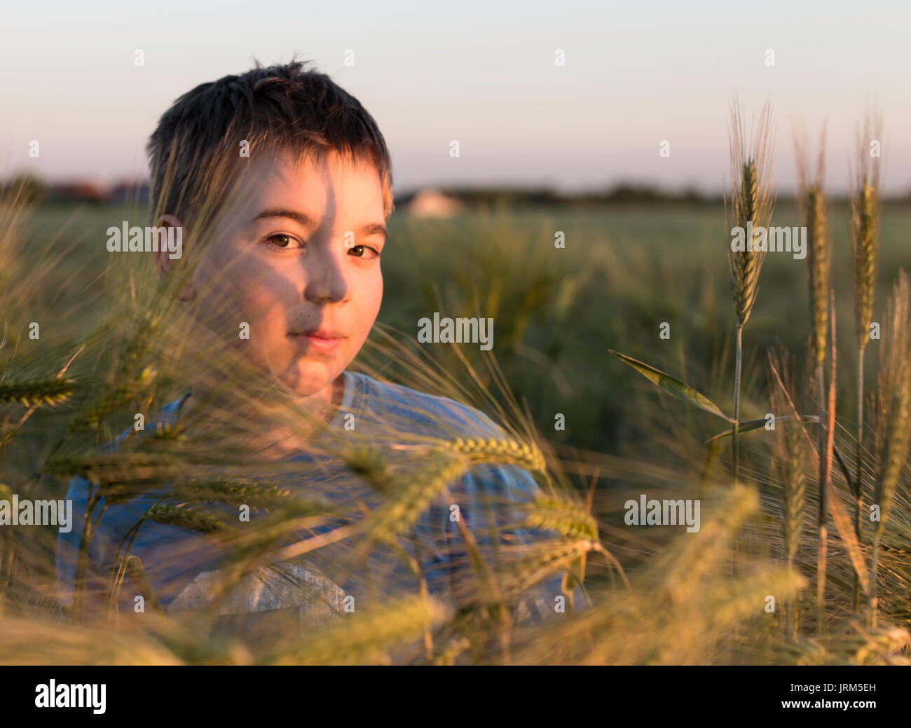 A boy in mize, cereal fields, corn, portrait by sunset in the polish ...