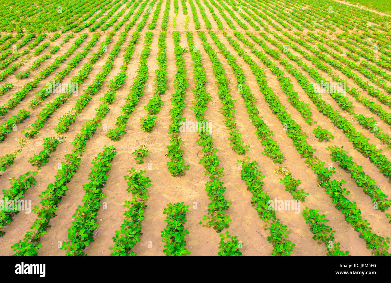 Grass and legumes growing High Resolution Stock Photography and Images ...