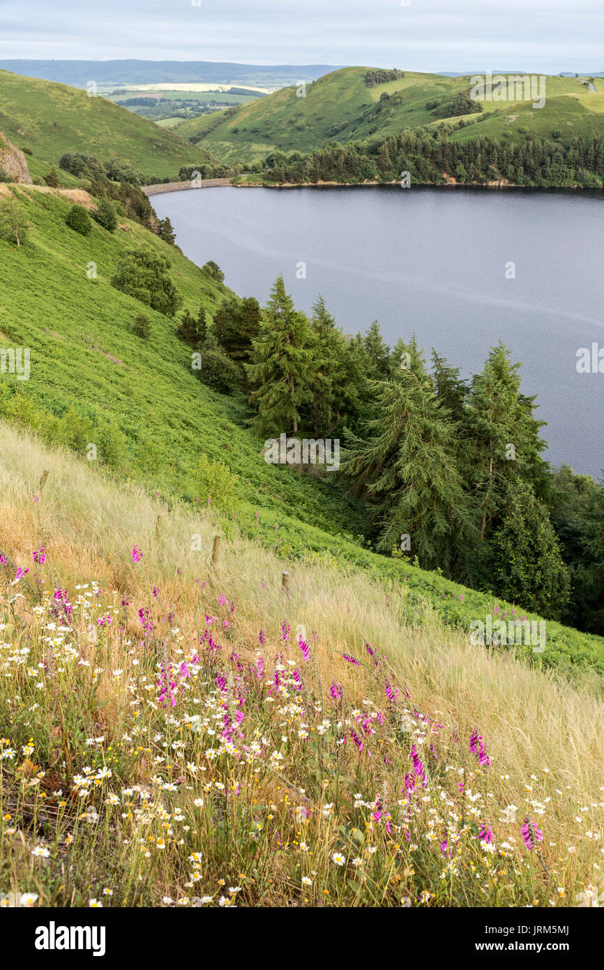 Welsh wild flowers hi-res stock photography and images - Alamy