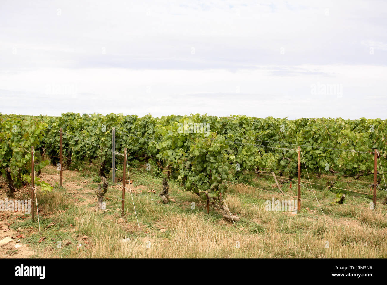 View of wine field and grape in Champagne hill in France Stock Photo ...