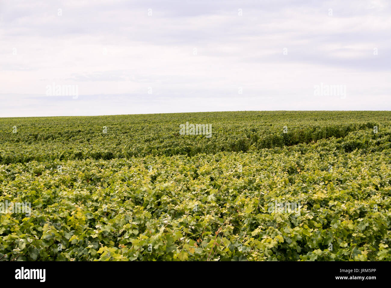 View of wine field and grape in Champagne hill in France Stock Photo ...