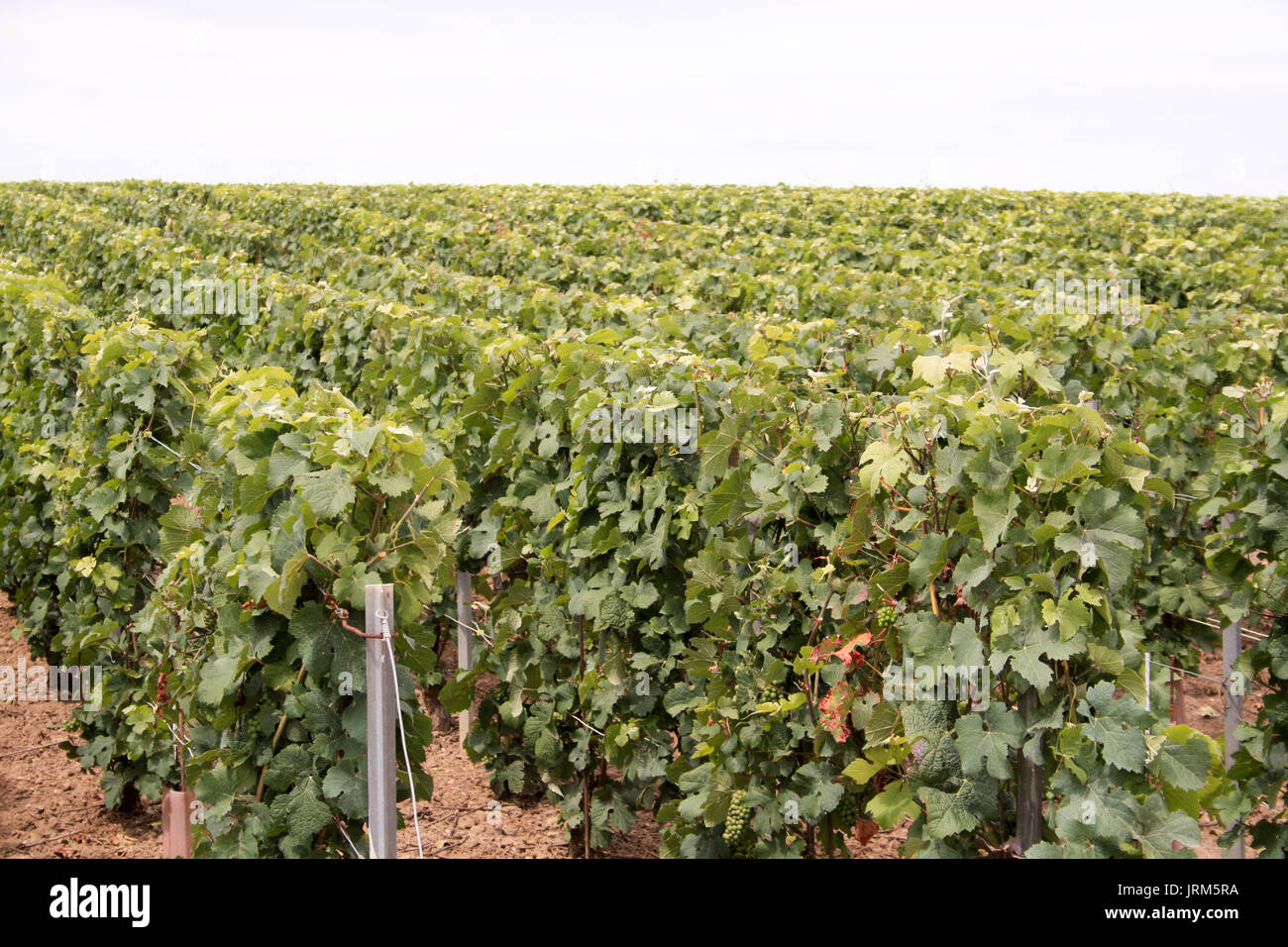 View of wine field and grape in Champagne hill in France Stock Photo ...