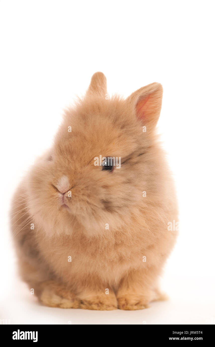 Orange Dwarf Rabbit