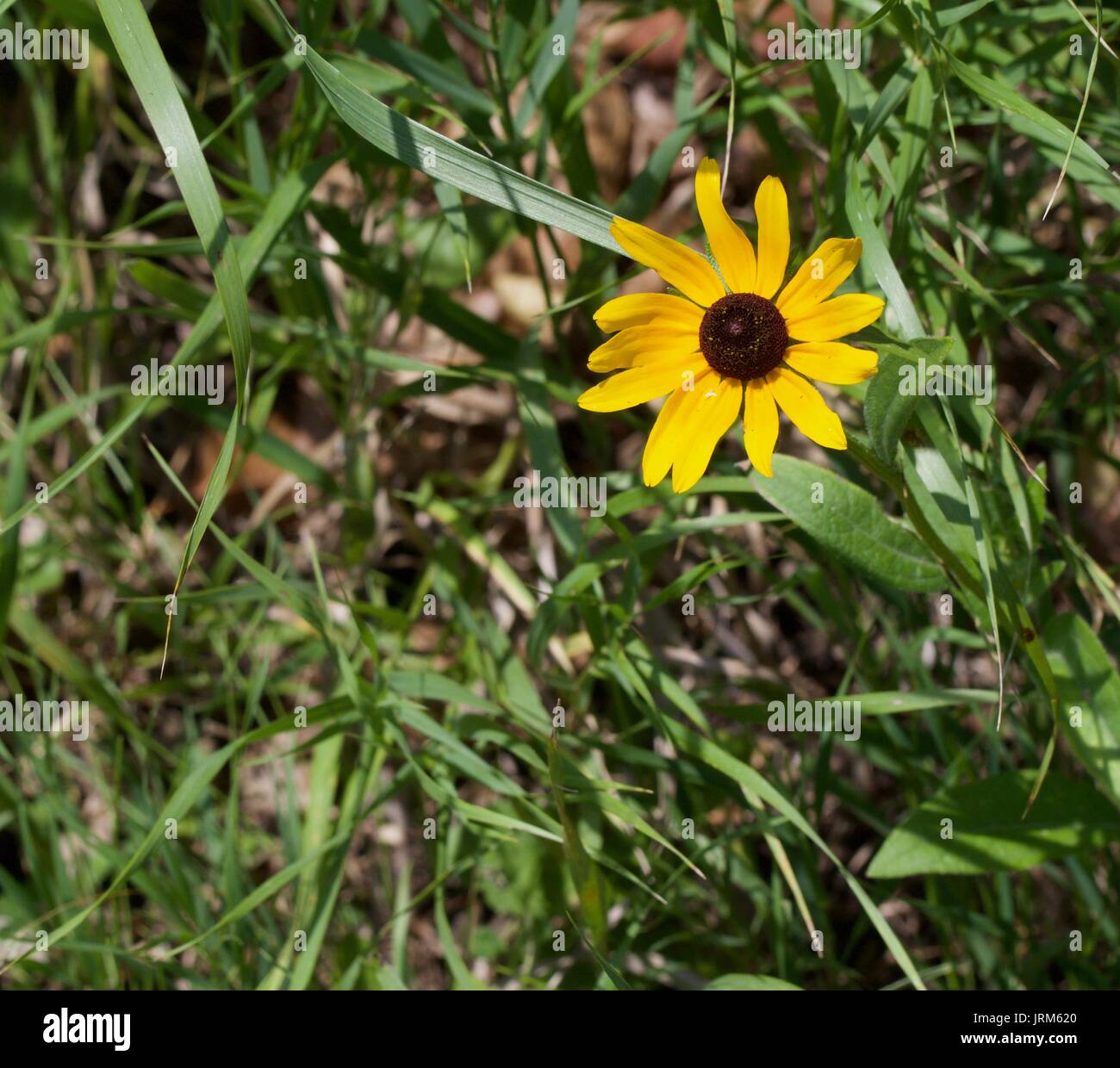 Black Eyed Susan Stock Photo - Alamy