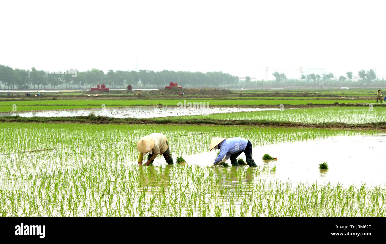 farmer planting rice in the field Stock Photo - Alamy