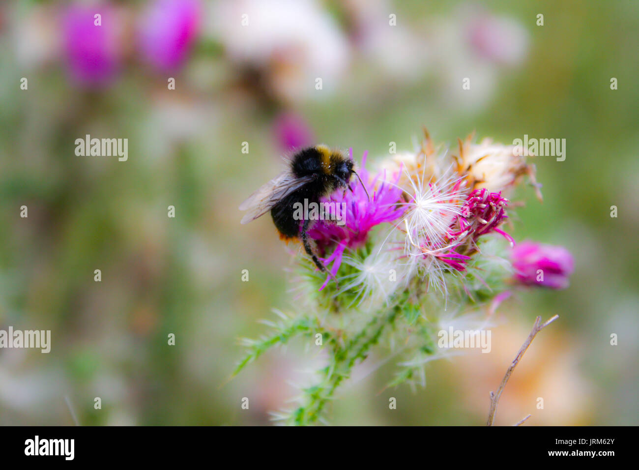 Color full wild flowers and bumblebees in Champagne countryside France ...