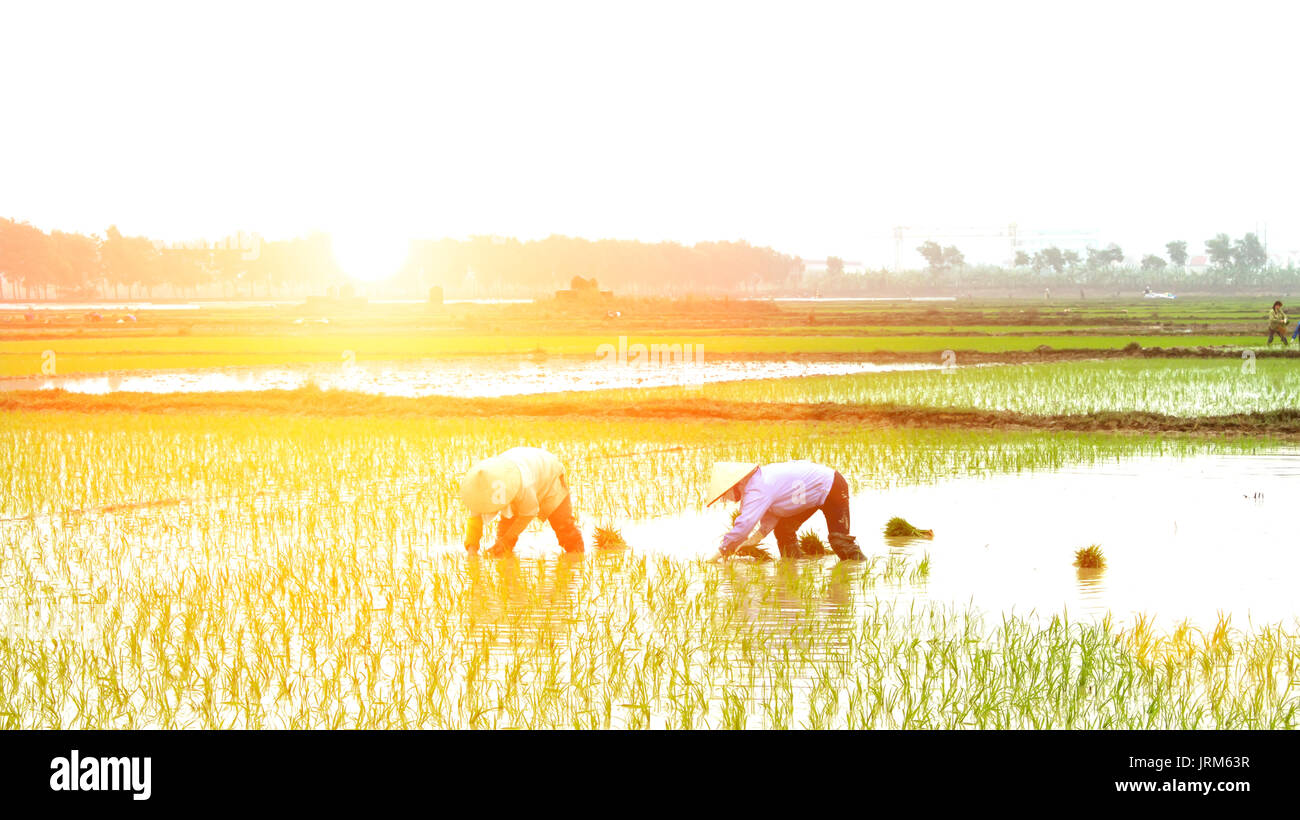 farmer planting rice in the field Stock Photo - Alamy