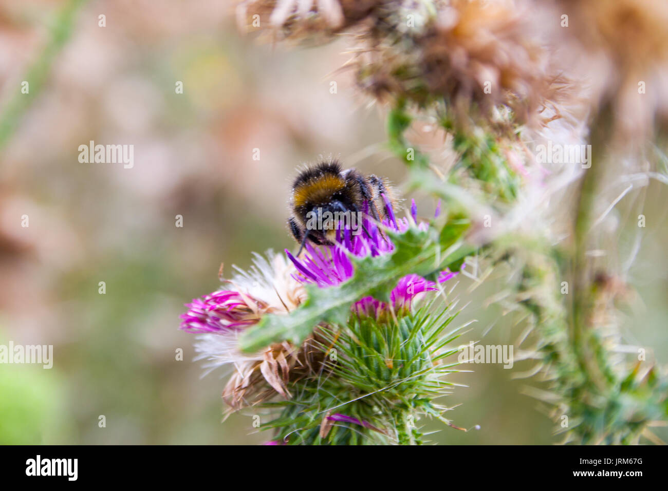 Color full wild flowers and bumblebees in Champagne countryside France ...