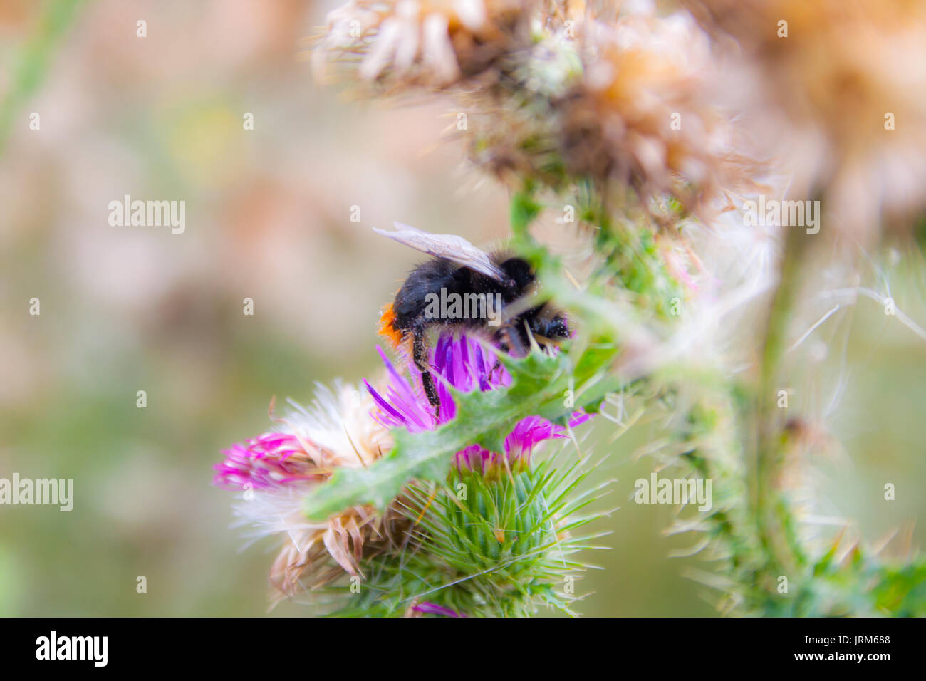 Color full wild flowers and bumblebees in Champagne countryside France ...