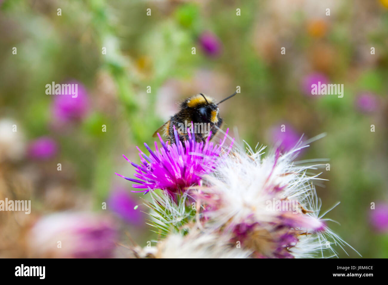 Color full wild flowers and bumblebees in Champagne countryside France ...