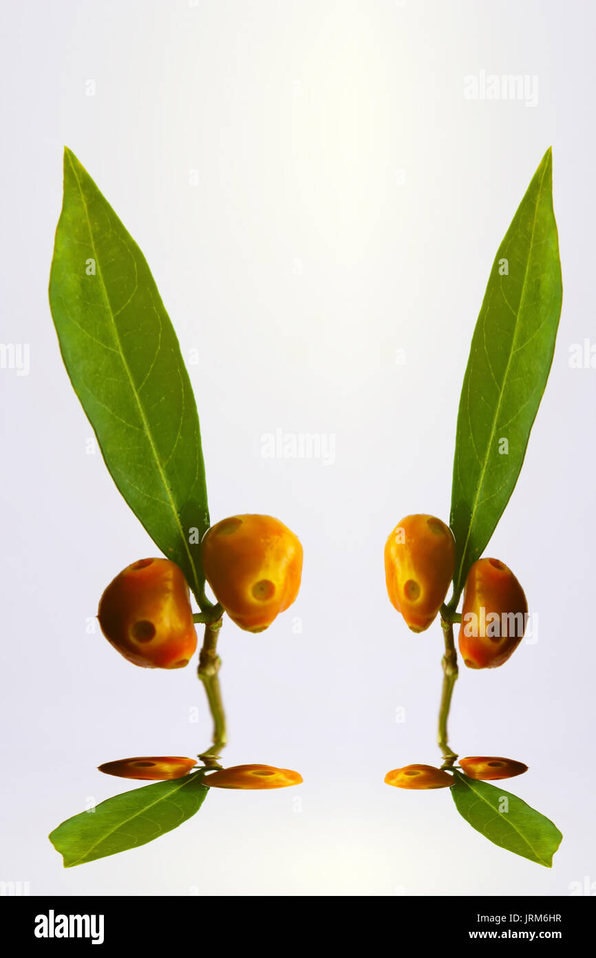 green leaf and fruit Stock Photo - Alamy