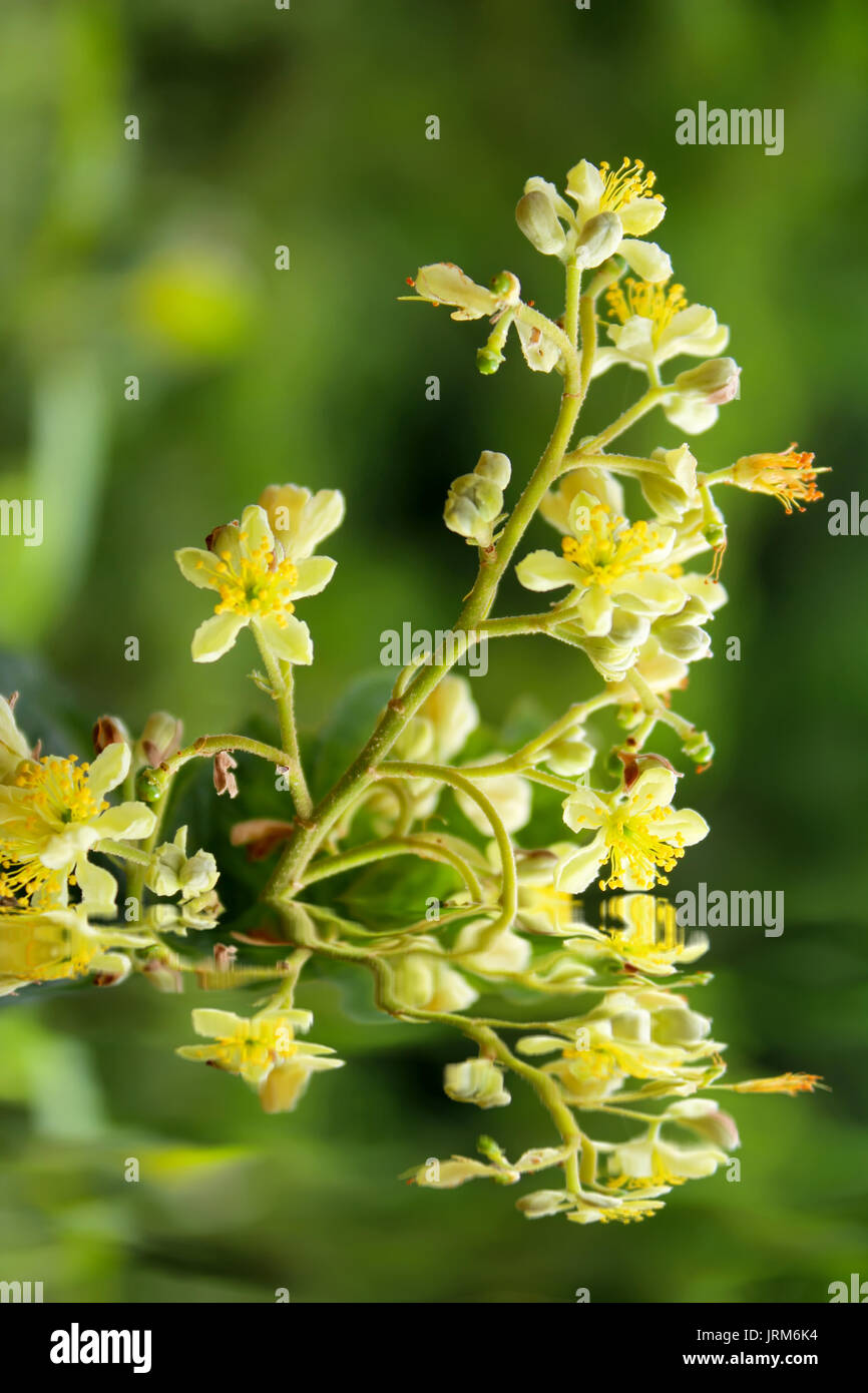 Spring blossoms background Stock Photo - Alamy