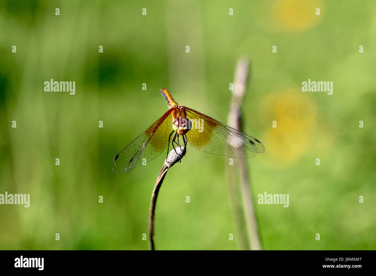 Dragonfly beautiful spotted wings hi-res stock photography and images ...