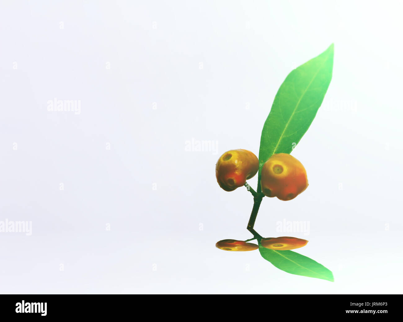 leaf and fruit Stock Photo - Alamy