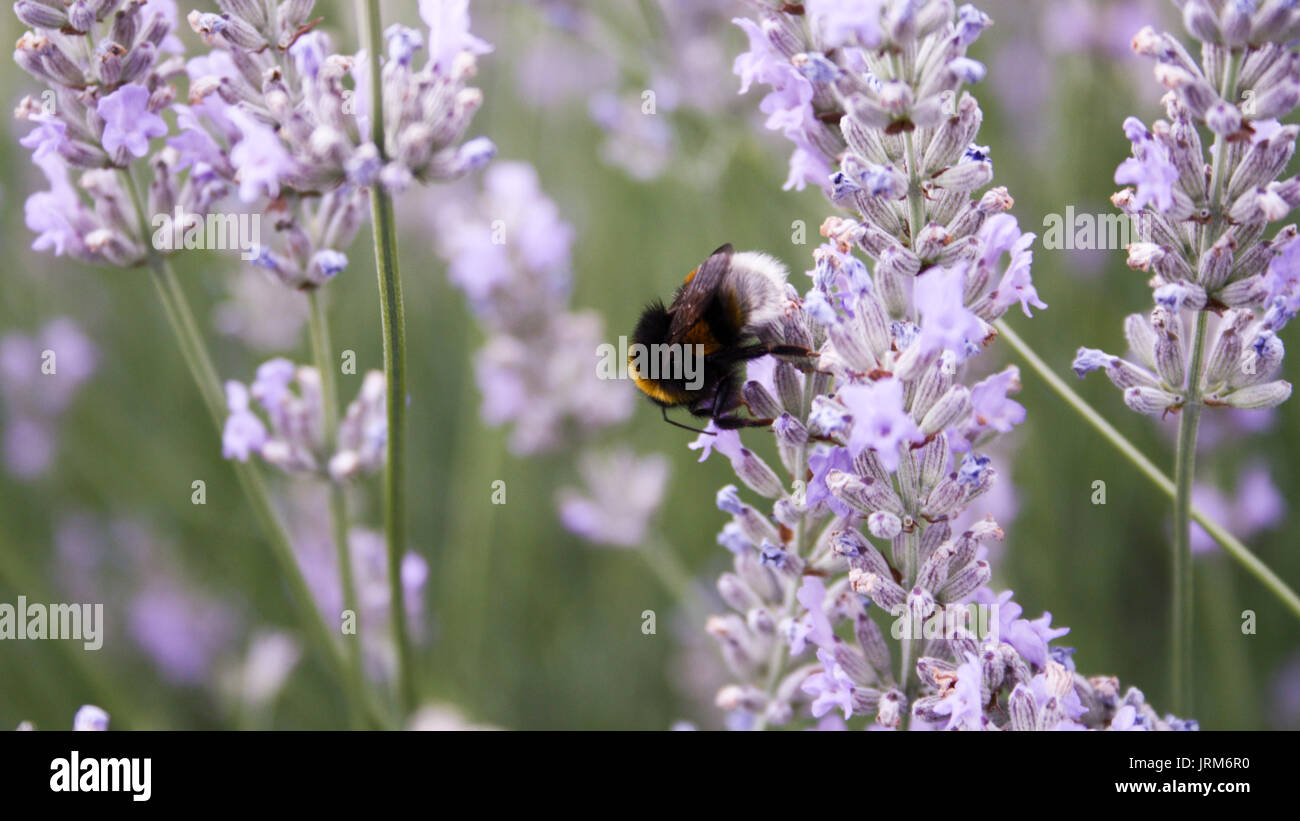 Color full wild flowers and bumblebees in Champagne countryside France ...