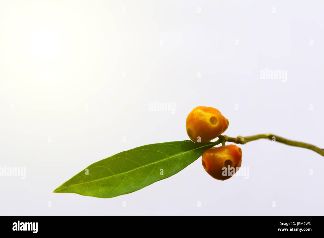 green leaf and fruit Stock Photo - Alamy