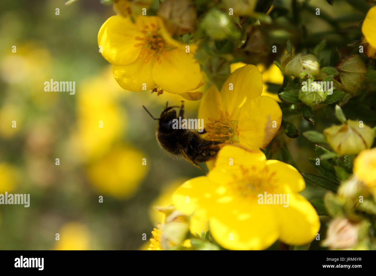 Color full wild flowers and bumblebees in Champagne countryside France ...