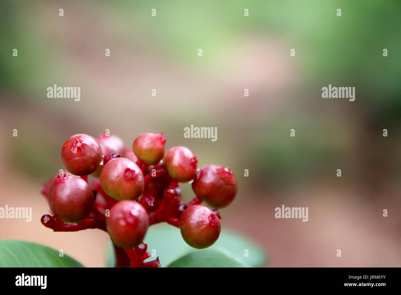 bunch of fruit Stock Photo - Alamy