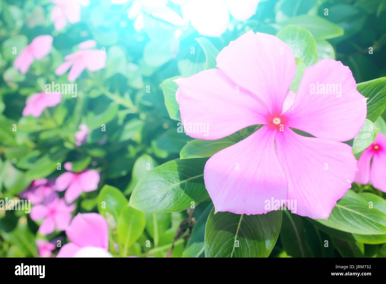 beautiful pink flowers in the garden Stock Photo - Alamy