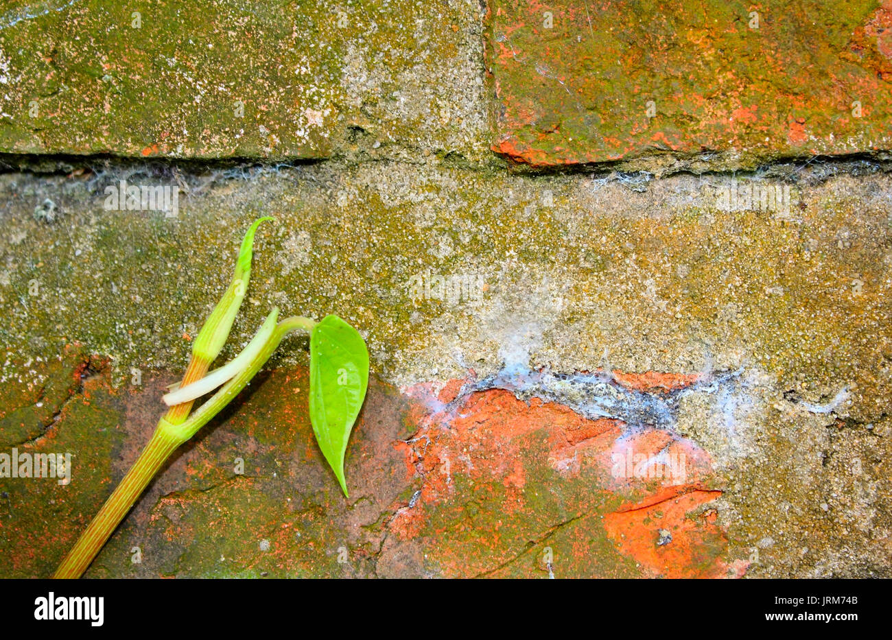 Stone wall with green Stock Photo - Alamy