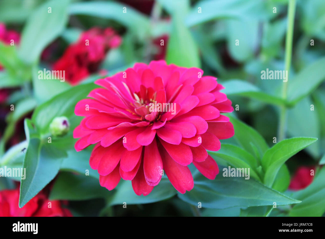 the red summer flower bloom in the garden Stock Photo - Alamy