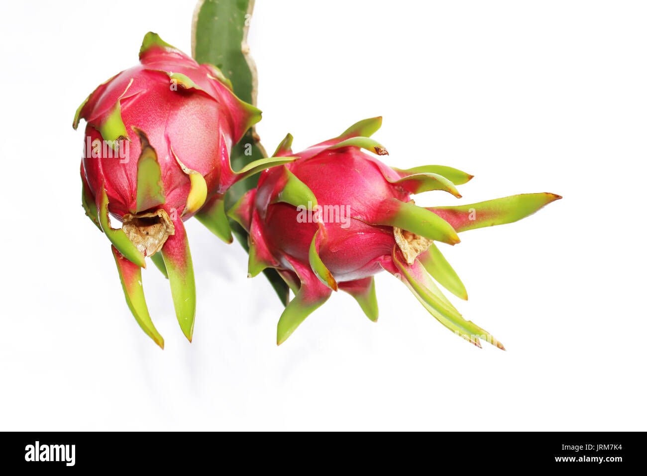 Growing dragon fruit Cut Out Stock Images & Pictures - Alamy