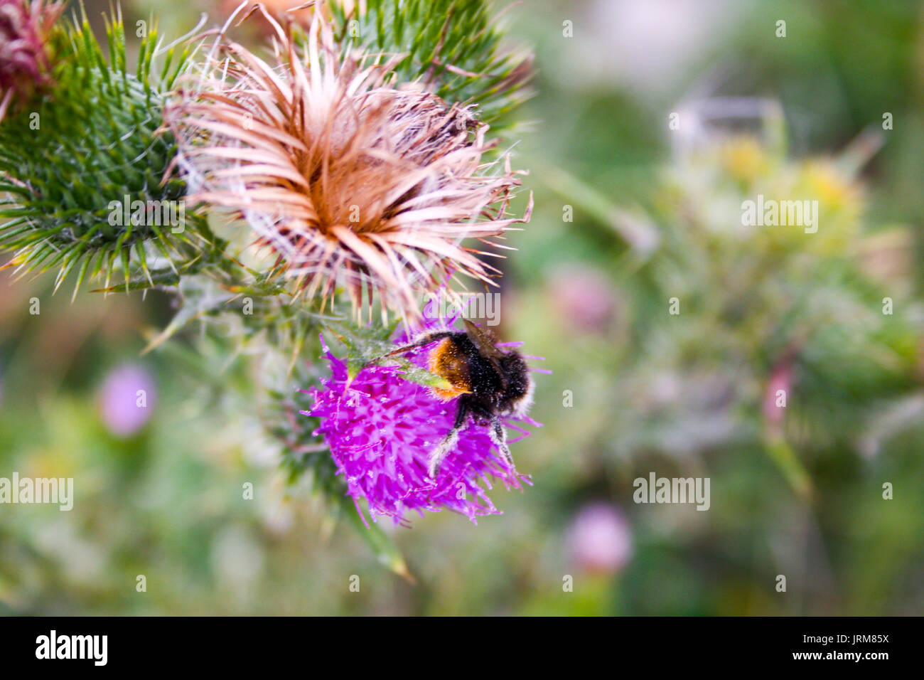 Color full wild flowers and bumblebees in Champagne countryside France ...
