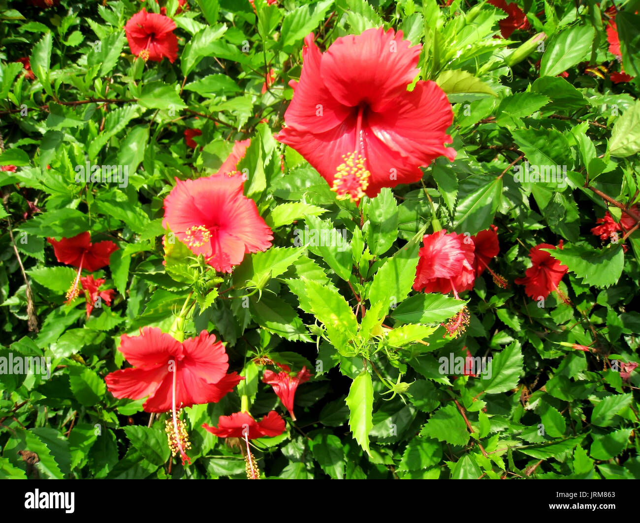Floral shoe detail hi-res stock photography and images - Alamy