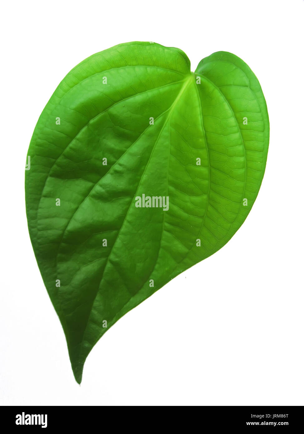 betel leaf isolated on white background Stock Photo - Alamy