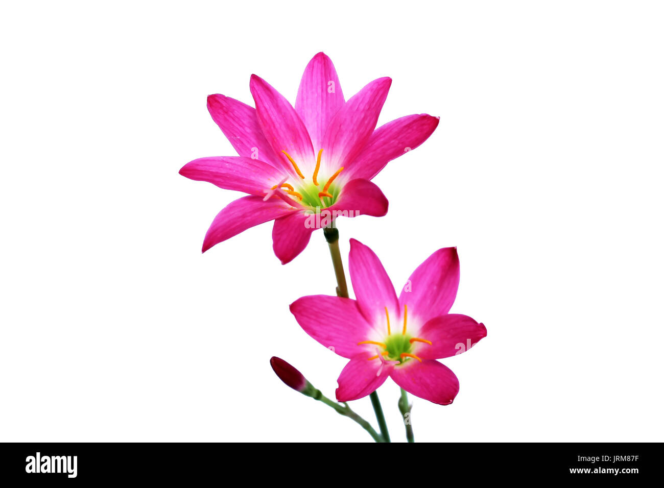 Three pink flowers isolated on white Stock Photo - Alamy