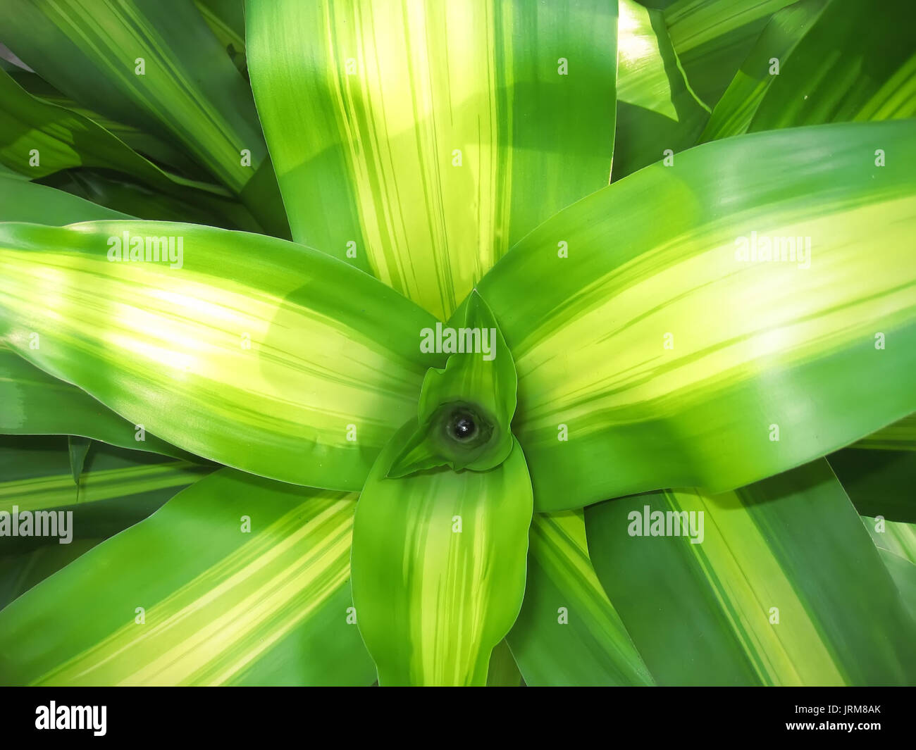 fresh and green leaves with beautiful lines Stock Photo - Alamy