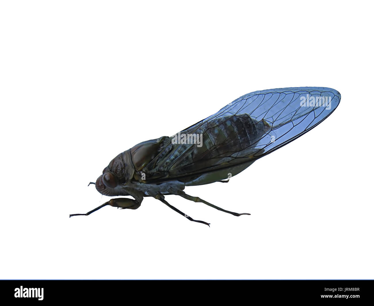 a cicada isolated on the white background Stock Photo - Alamy