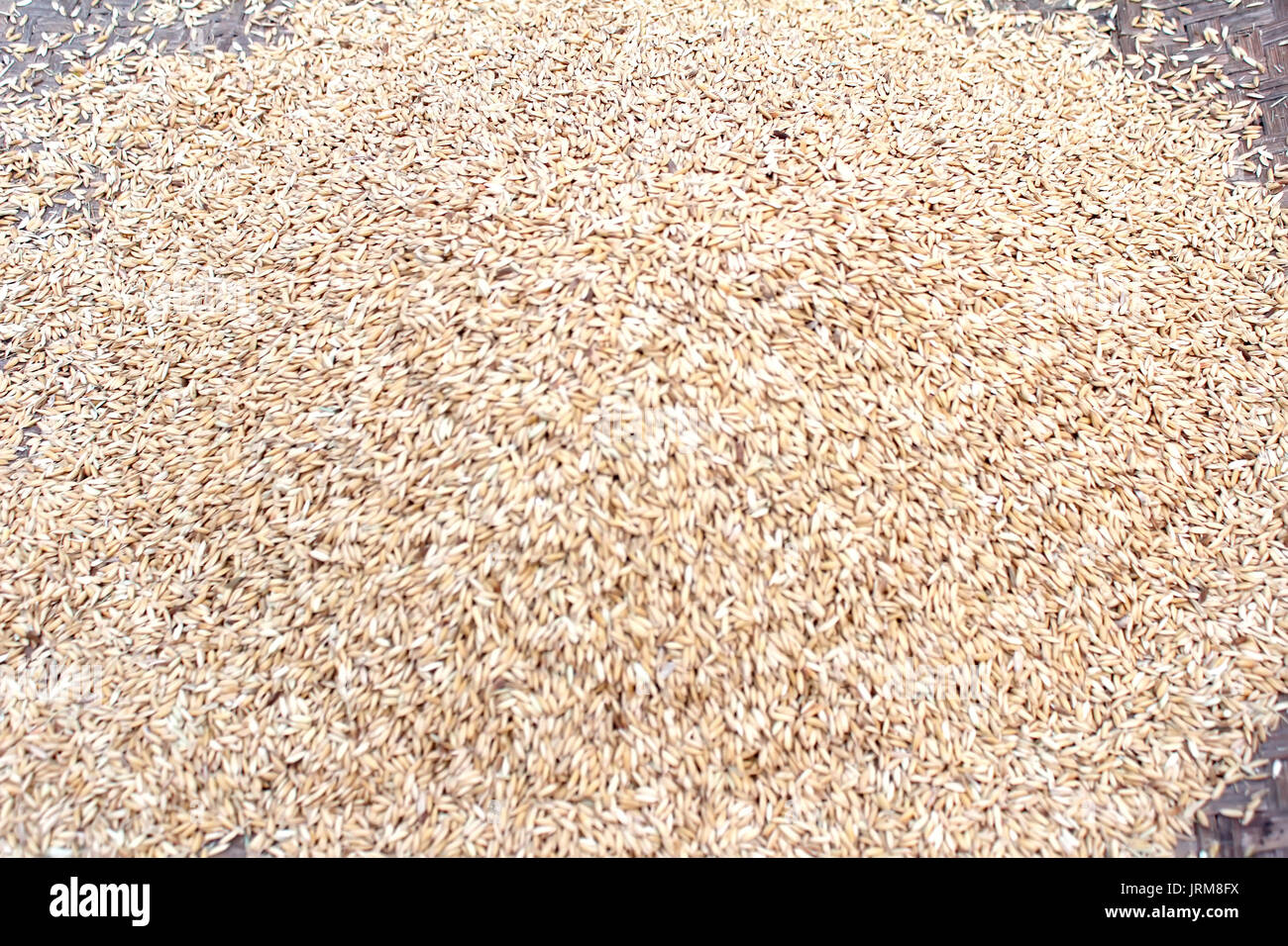 Paddy in vietnam Stock Photo - Alamy