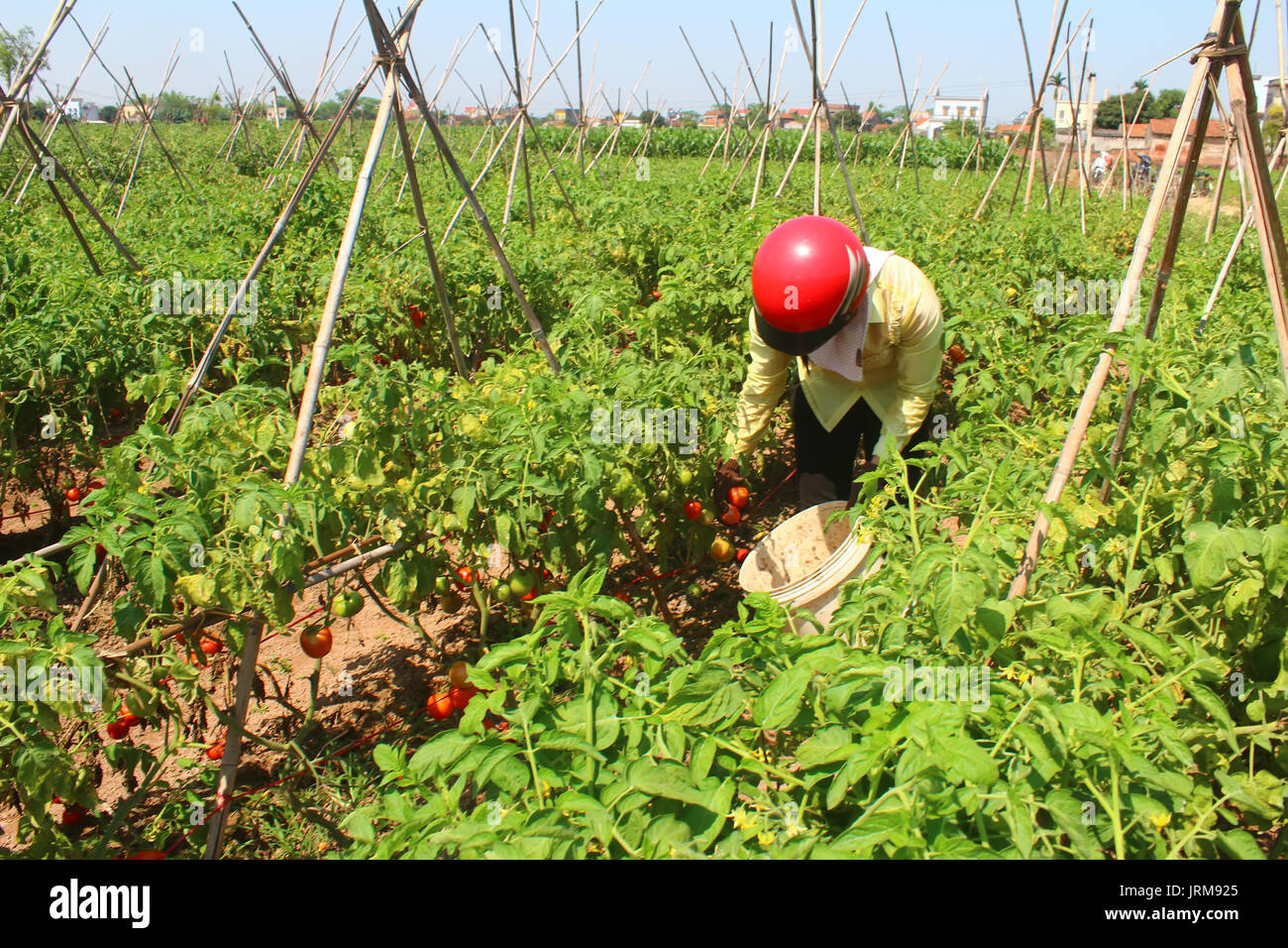 Farmer picking ripe tomato in vegetable garden Stock Photo - Alamy