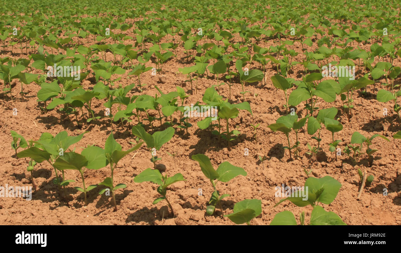 Bean field china hi-res stock photography and images - Alamy