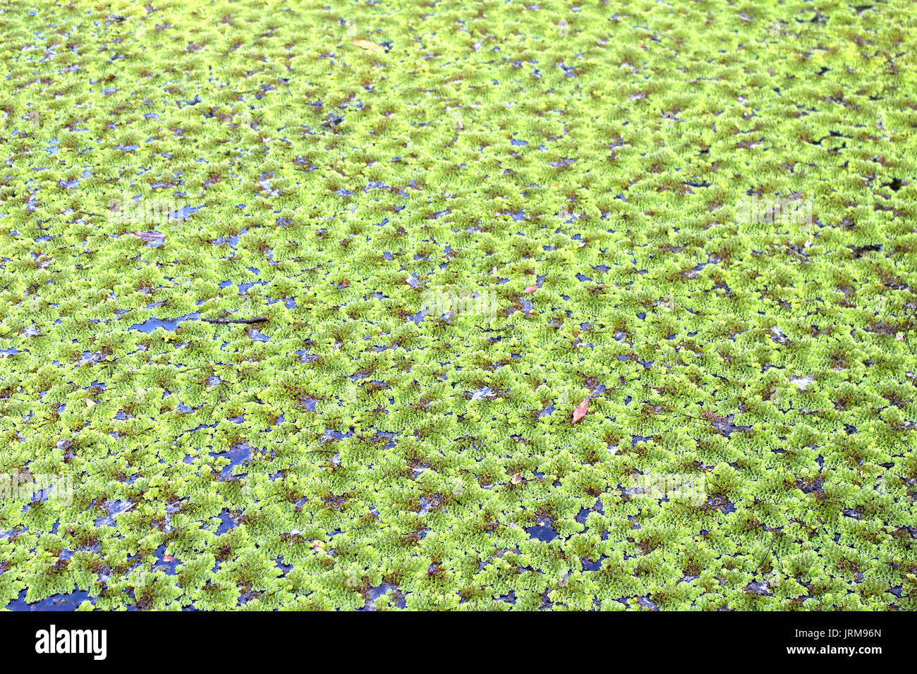 Detail duckweed hi-res stock photography and images - Alamy