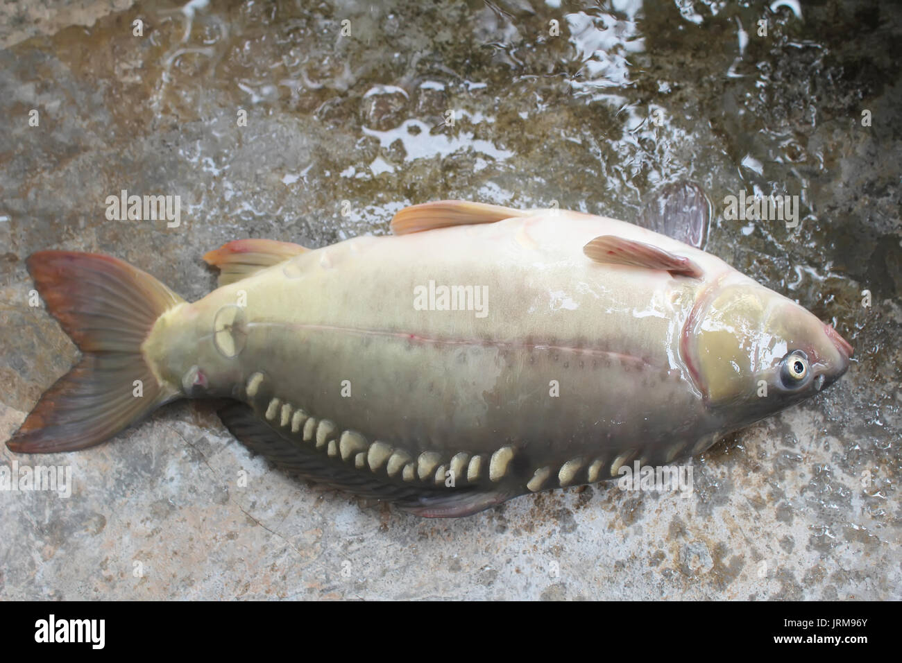 Fisheries product hi-res stock photography and images - Alamy