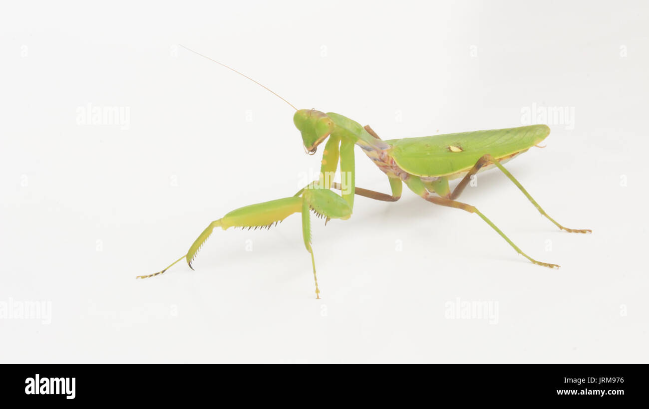mantis on a white background Stock Photo - Alamy