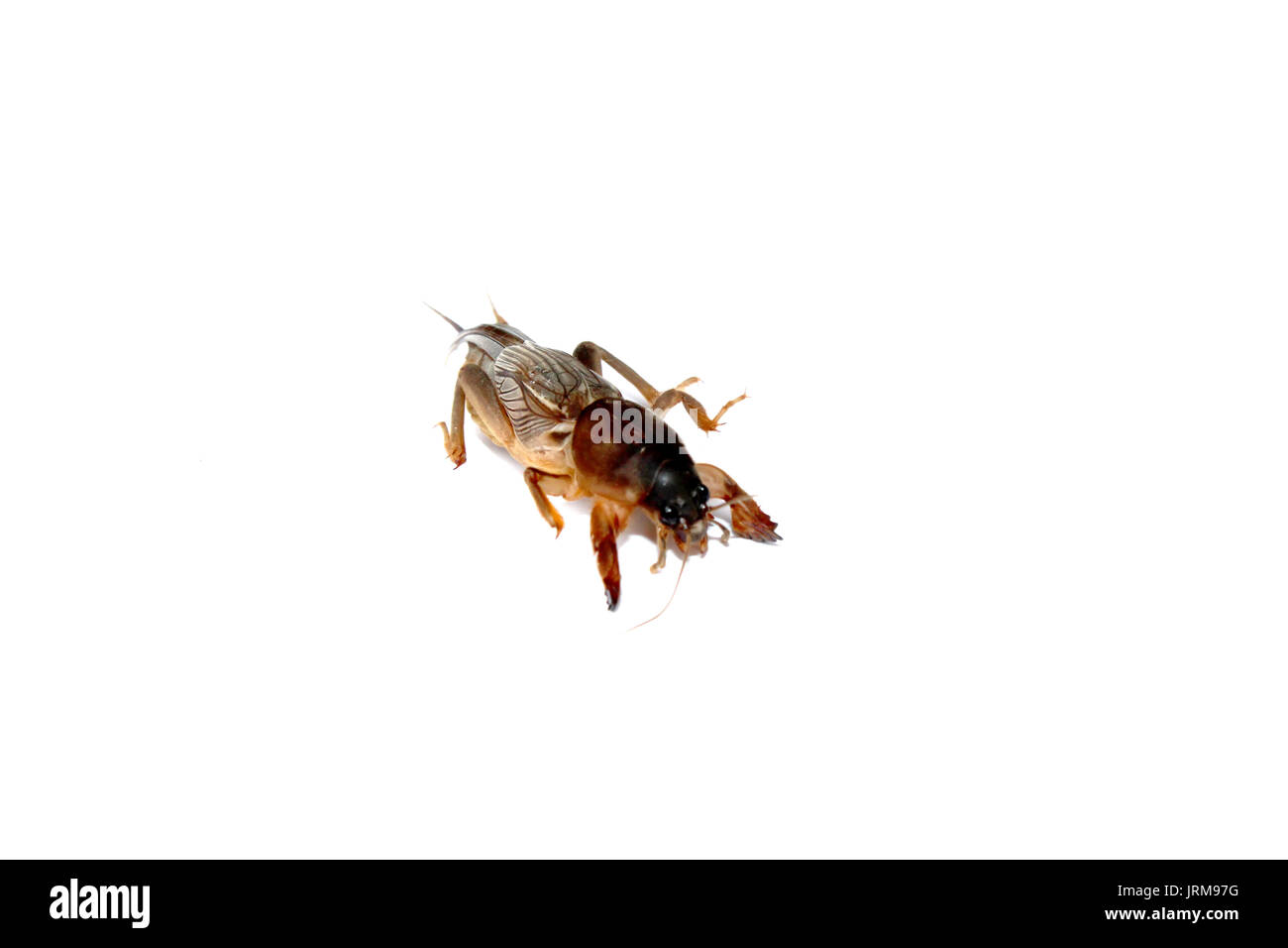 Insects of malaysia Cut Out Stock Images & Pictures - Alamy