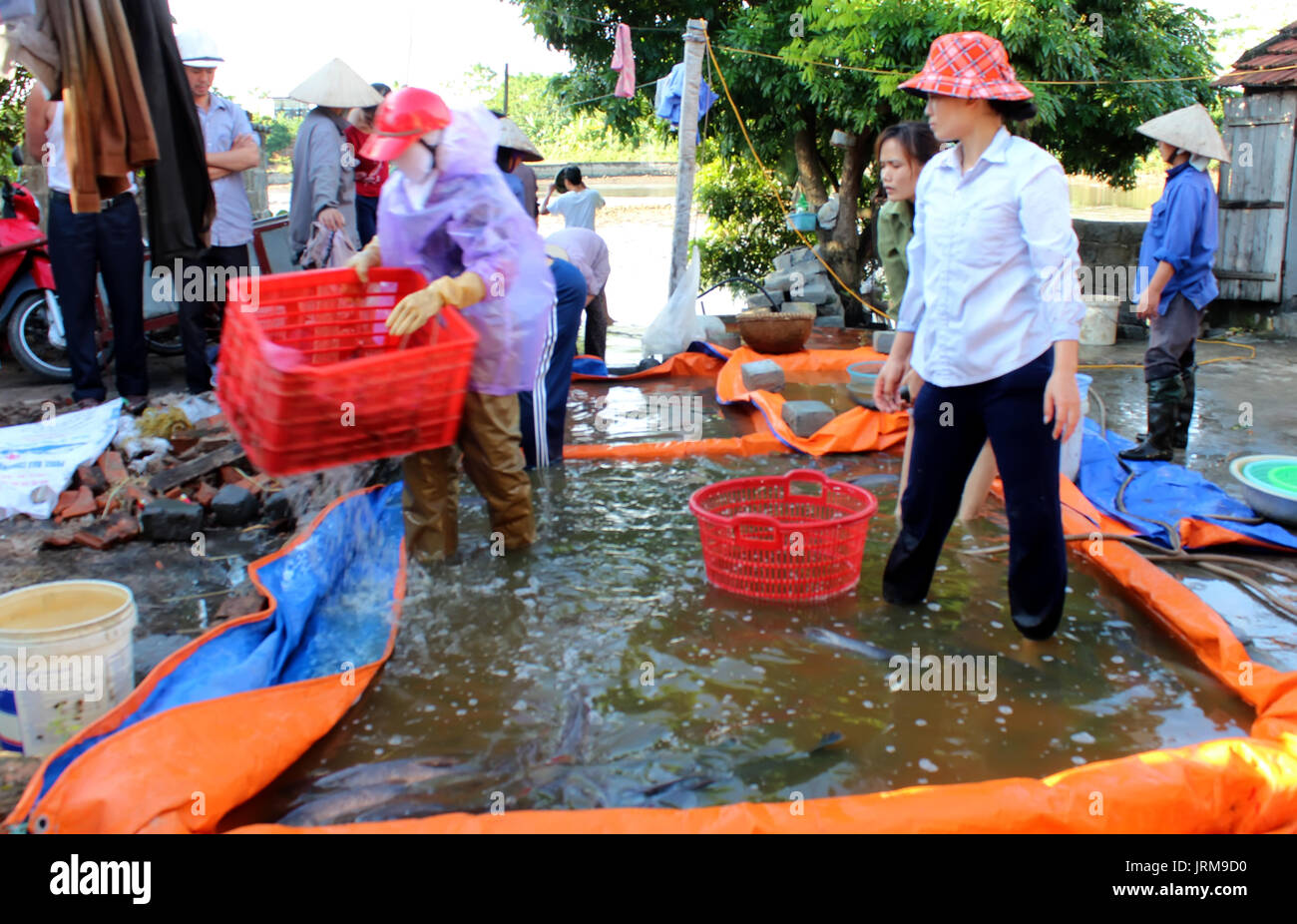 Harvest fish hi-res stock photography and images - Alamy