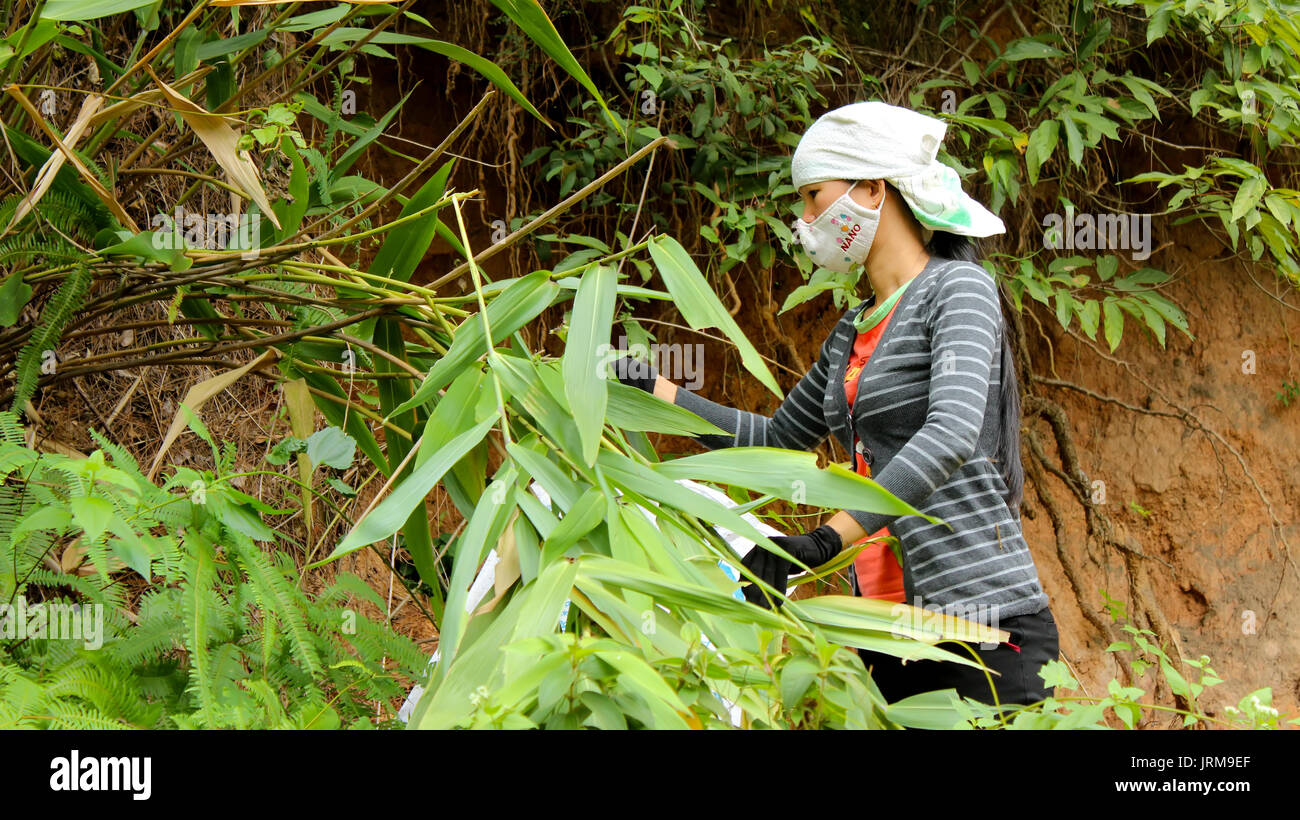 HAI DUONG, VIETNAM, November, 26: Asian woman picking leaf in the ...