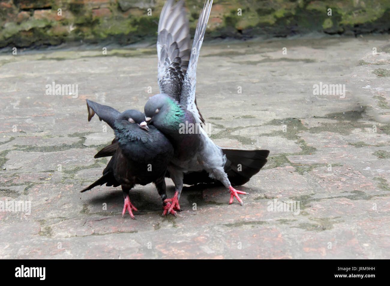 Couple of Pigeons Stock Photo - Alamy