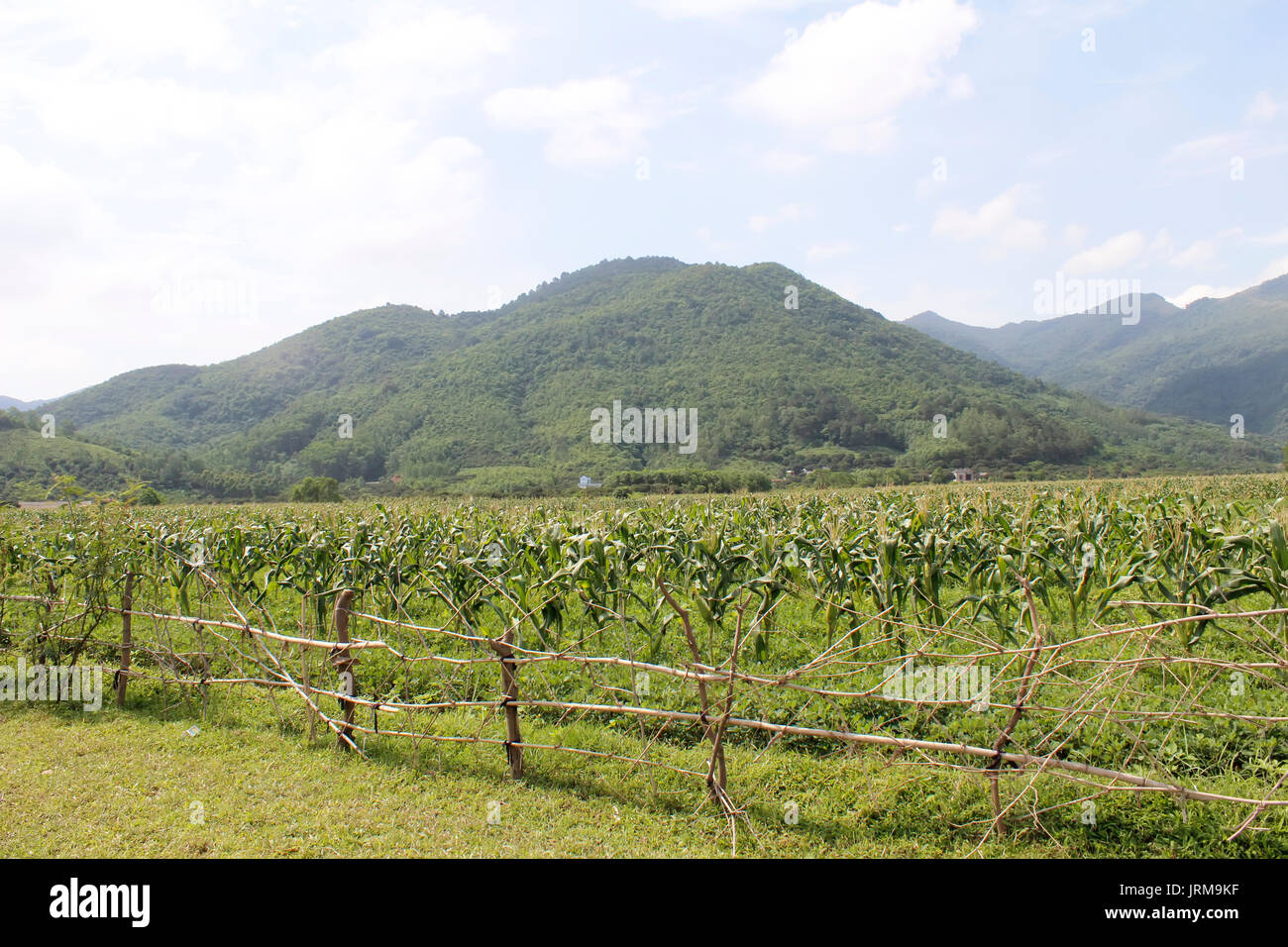 cornfields and mountains Stock Photo - Alamy