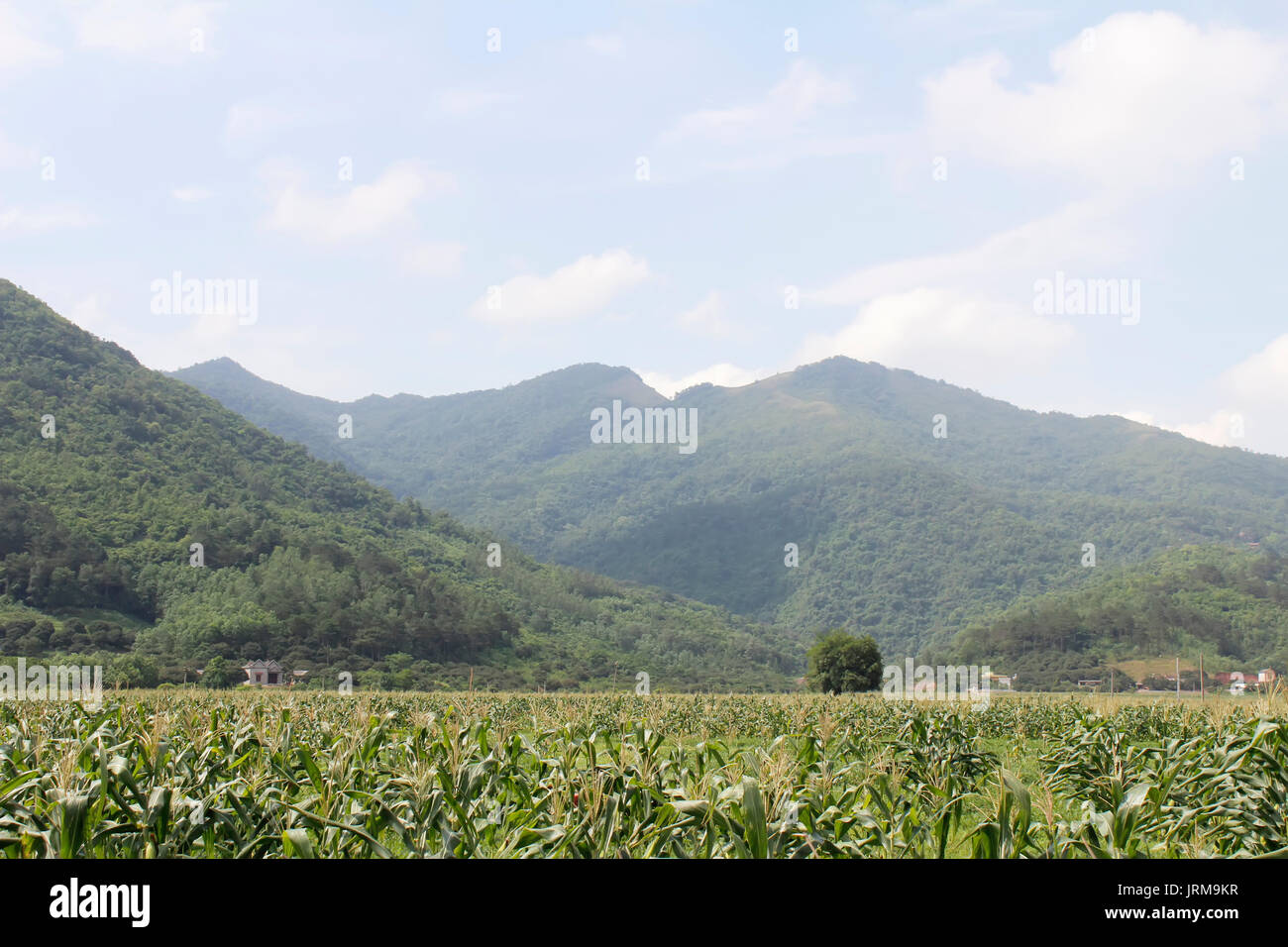 cornfields and mountains Stock Photo - Alamy