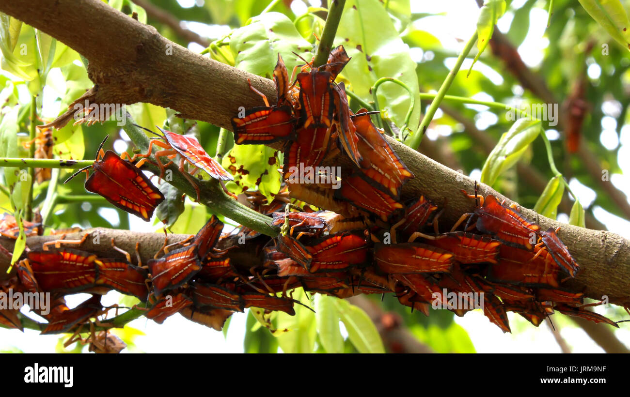 Stag bugs hi-res stock photography and images - Alamy