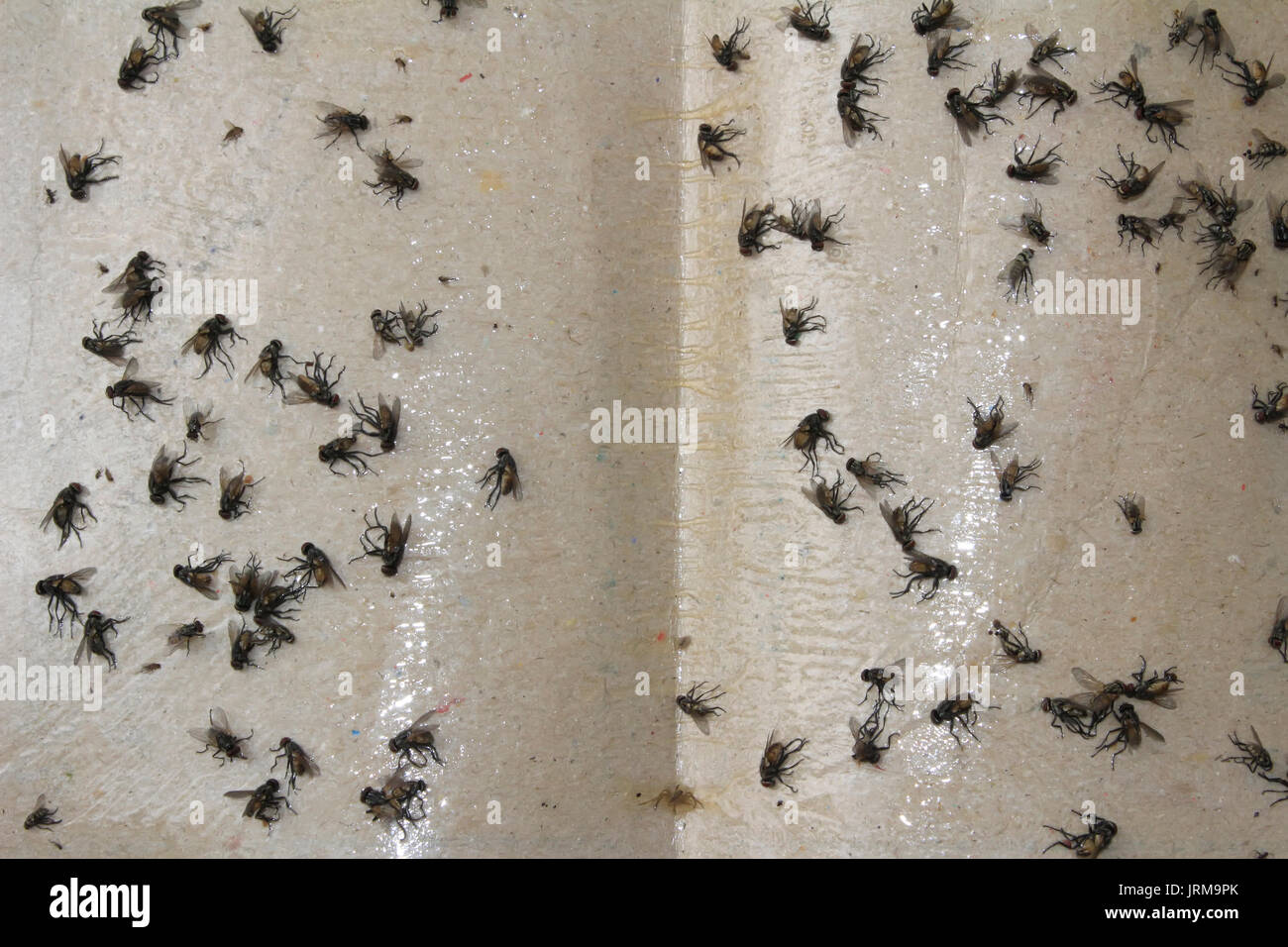 Moth trap white sheet hi-res stock photography and images - Alamy