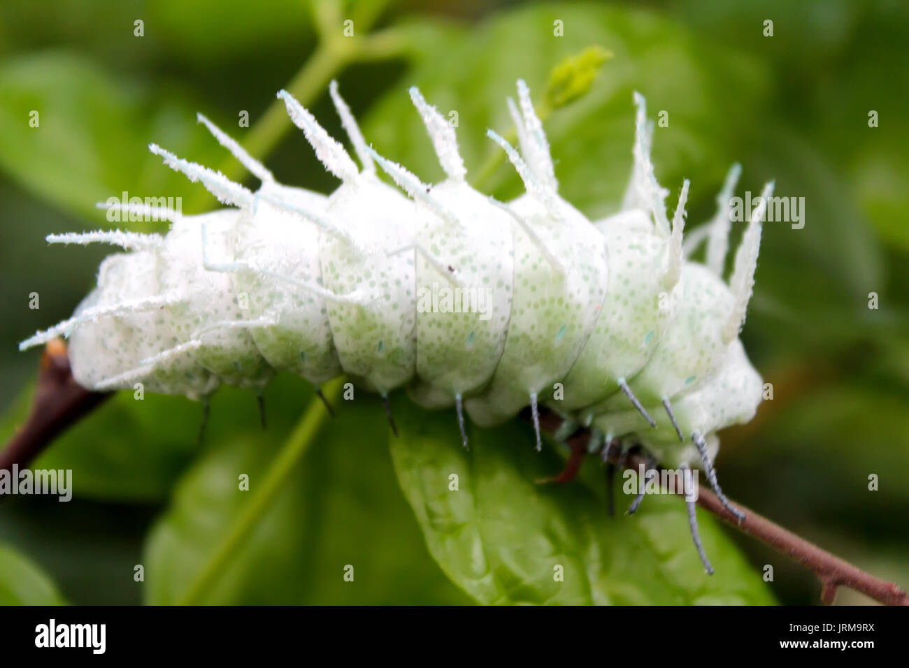 caterpillar on leaf Stock Photo - Alamy