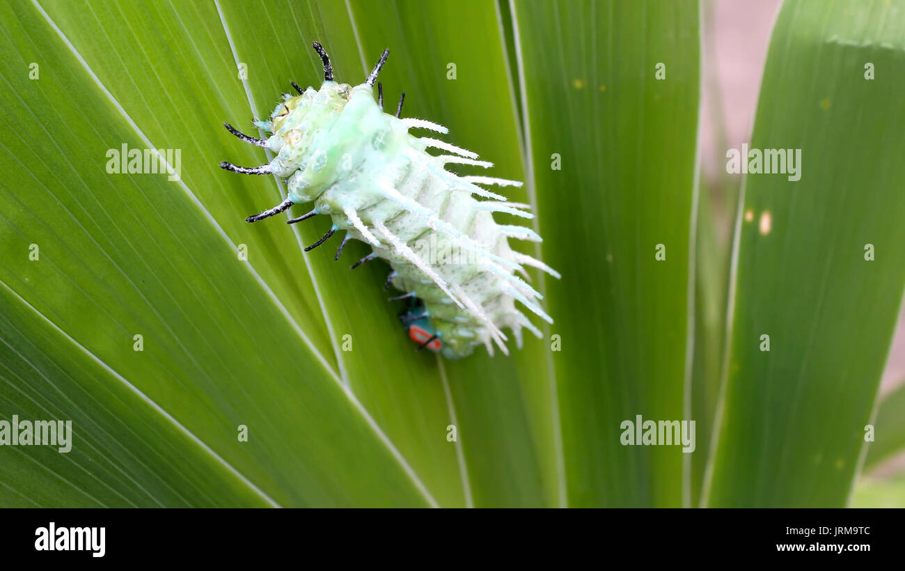 caterpillar on leaf Stock Photo - Alamy