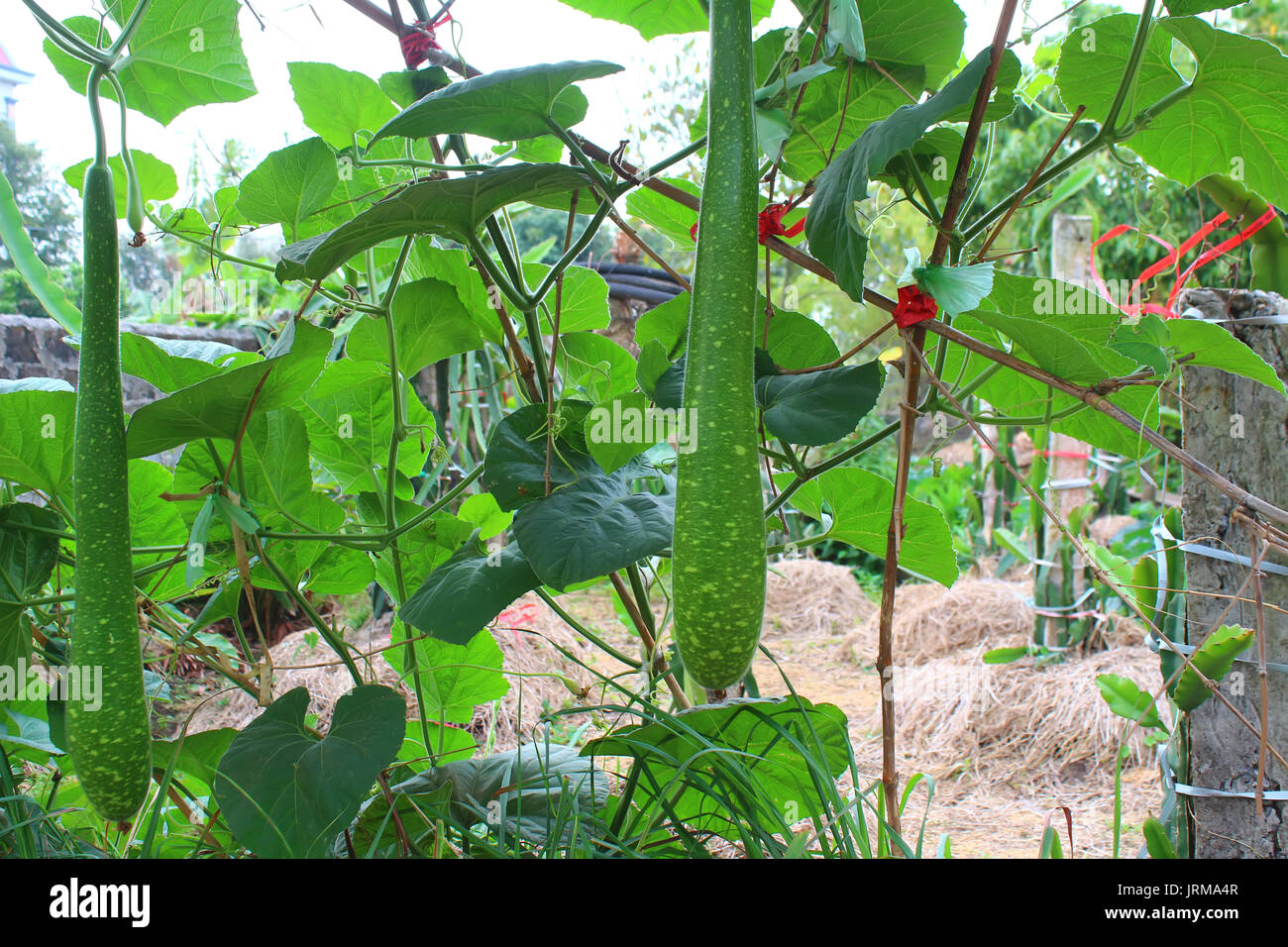 gourd on tree Stock Photo - Alamy