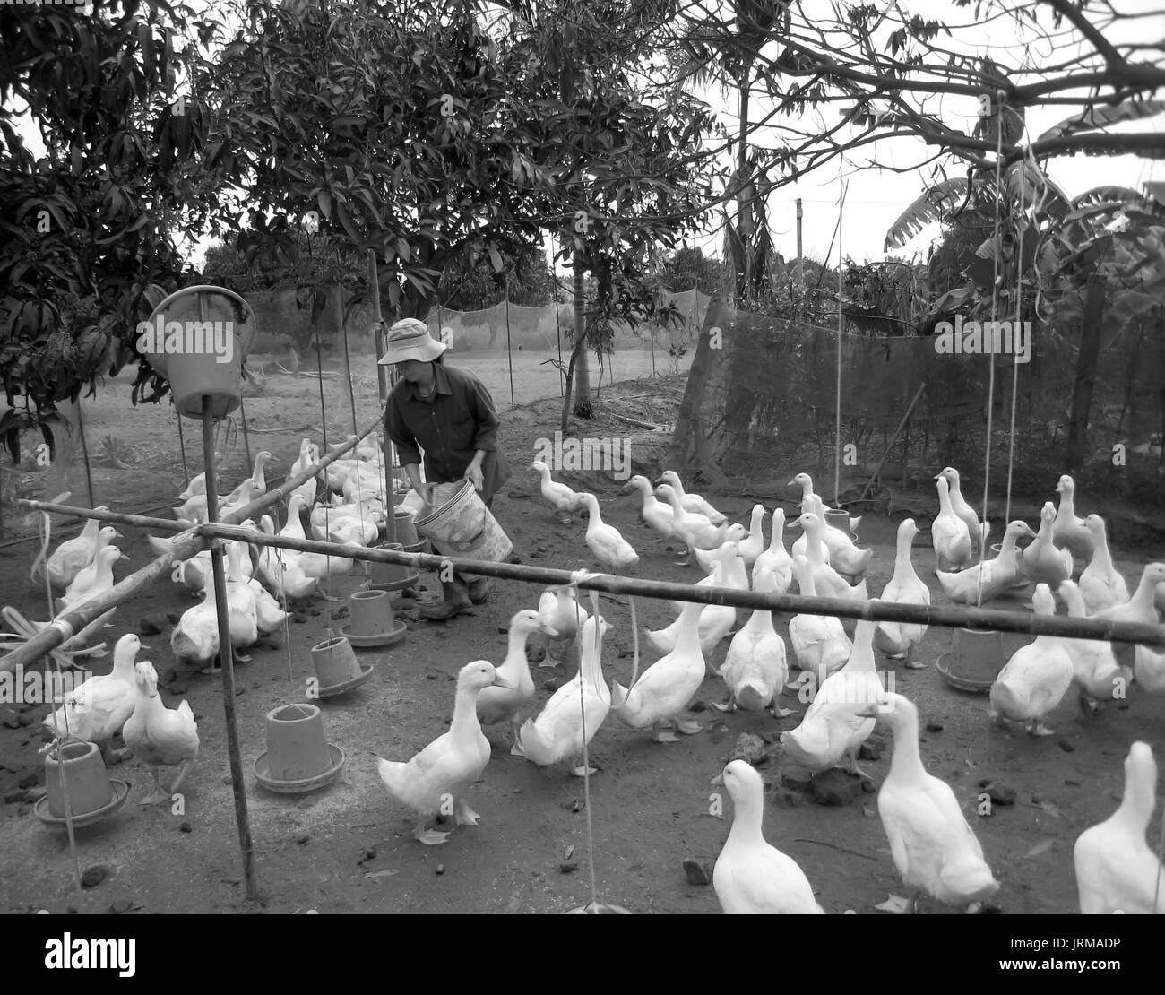 Vietnamese livestock rice farming hi-res stock photography and images ...